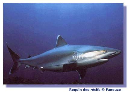 Alimentation et digestion des requins | Dossier
