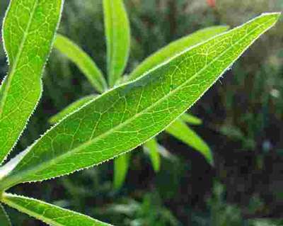 La garance, un exemple de colorants végétaux : la plante et le rouge ...