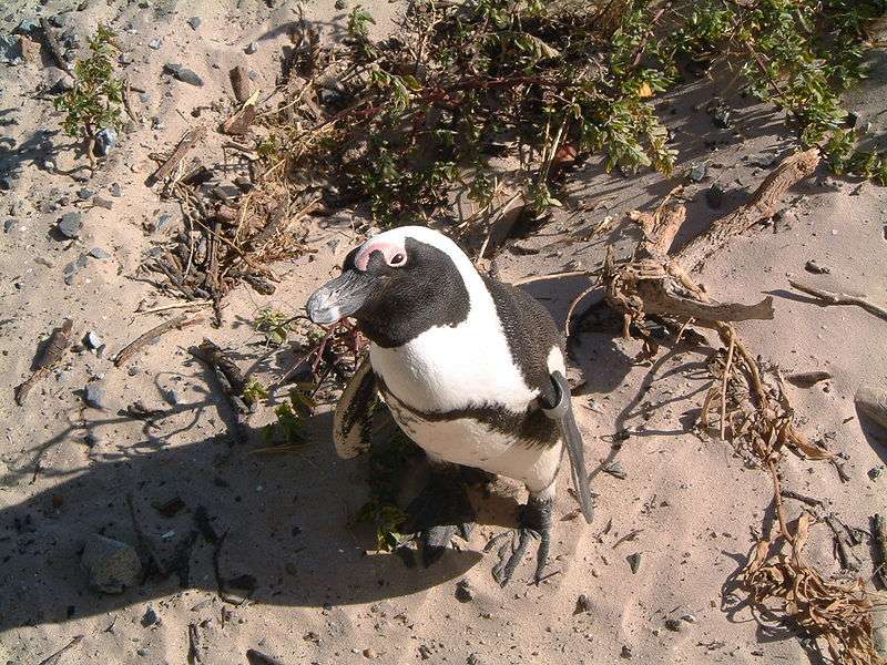 Définition | Manchot du Cap - Manchot à pieds noirs - Pingouin âne ...