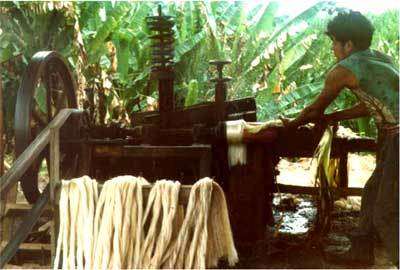 Définition | Abaca - Chanvre de Manille - Musa textilis Nee | Futura ...