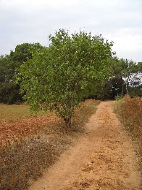 Définition | Amandier - Prunus dulcis | Futura Planète