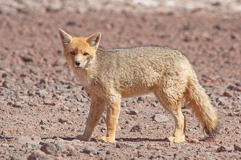 Définition | Canidé - Canidae | Futura Planète