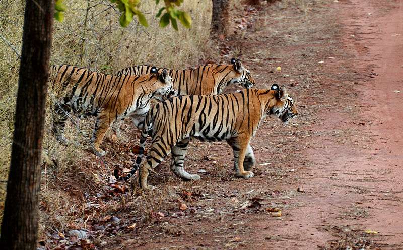 Définition | Tigre - Panthera tigris | Futura Planète
