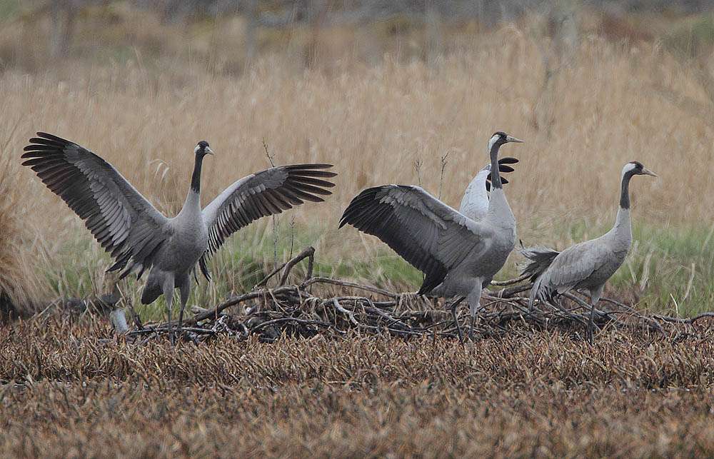 Définition | Grue cendrée - Grus grus | Futura Planète