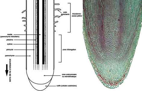 Anatomie du végétal : la racine | Dossier