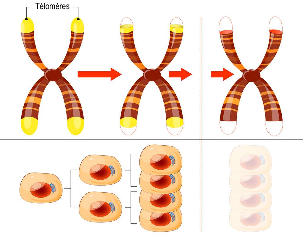 Définition | Sénescence | Futura Santé