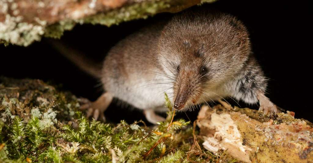 La musaraigne : découverte d'un animal utile | Dossier