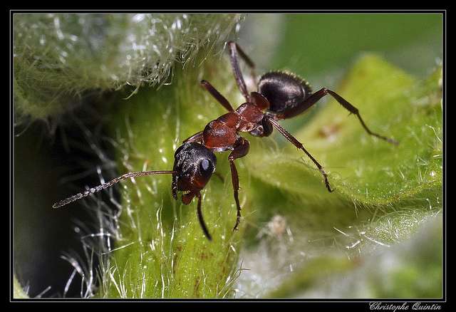 Fourmi : les secrets de la fourmilière | Dossier