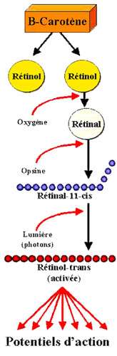 Structure de la rétine : cônes, bâtonnets et perception visuelle | Dossier