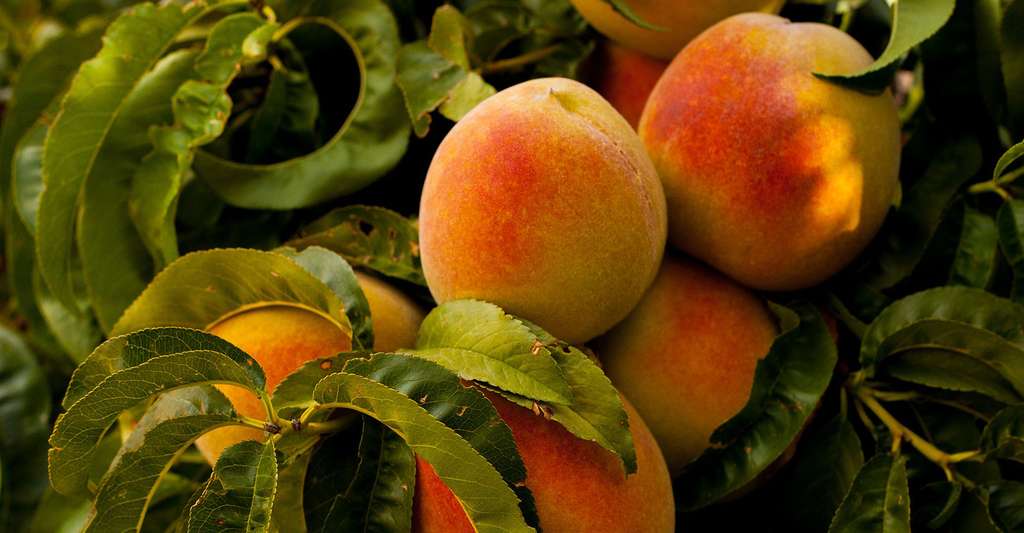 Le pêcher, un bel arbre fruitier | Dossier