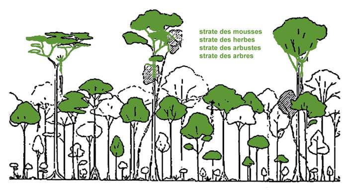 L’écosystème de la forêt : biomasse et biotope | Dossier