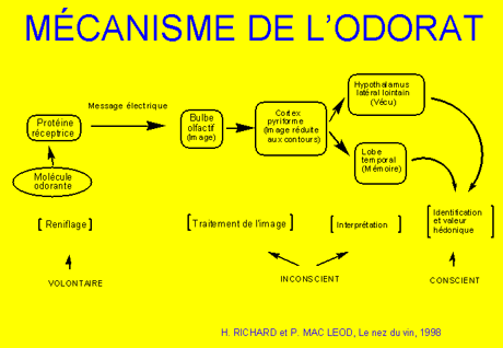 Notion d'olfaction | Dossier