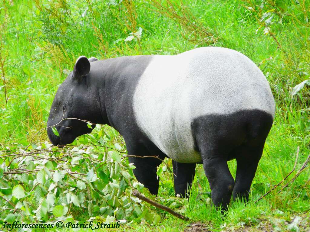 Définition | Tapir de Malaisie - Tapir à Chabraque - Tapirus indicus ...