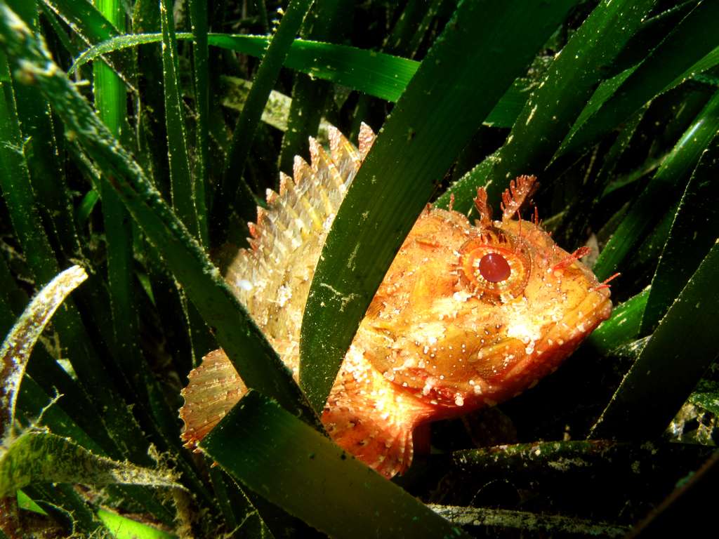Les poissons de l’écosystème posidonie | Dossier