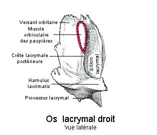 Définition | Os lacrymal - Unguis | Futura Santé