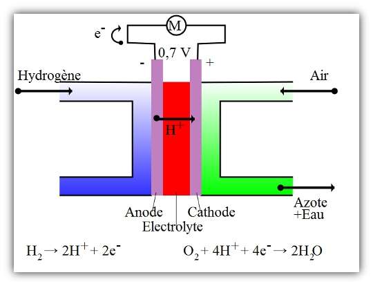 Une pile microbienne produit du courant... et dépollue l'eau