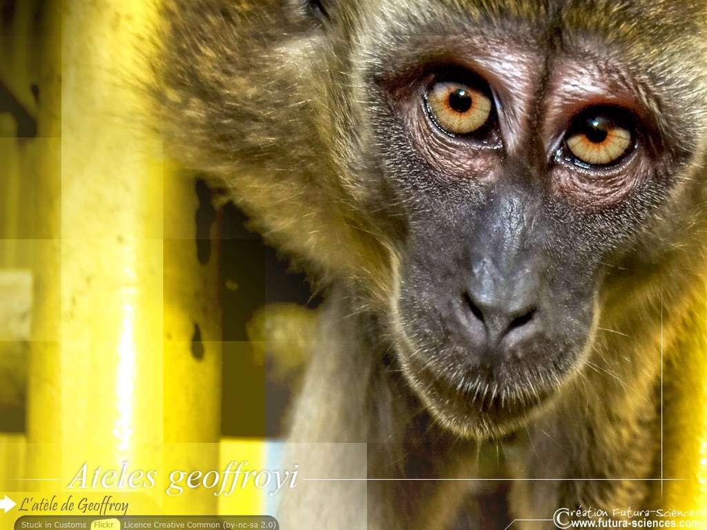 Fond d'écran | Atèle de Geoffroy