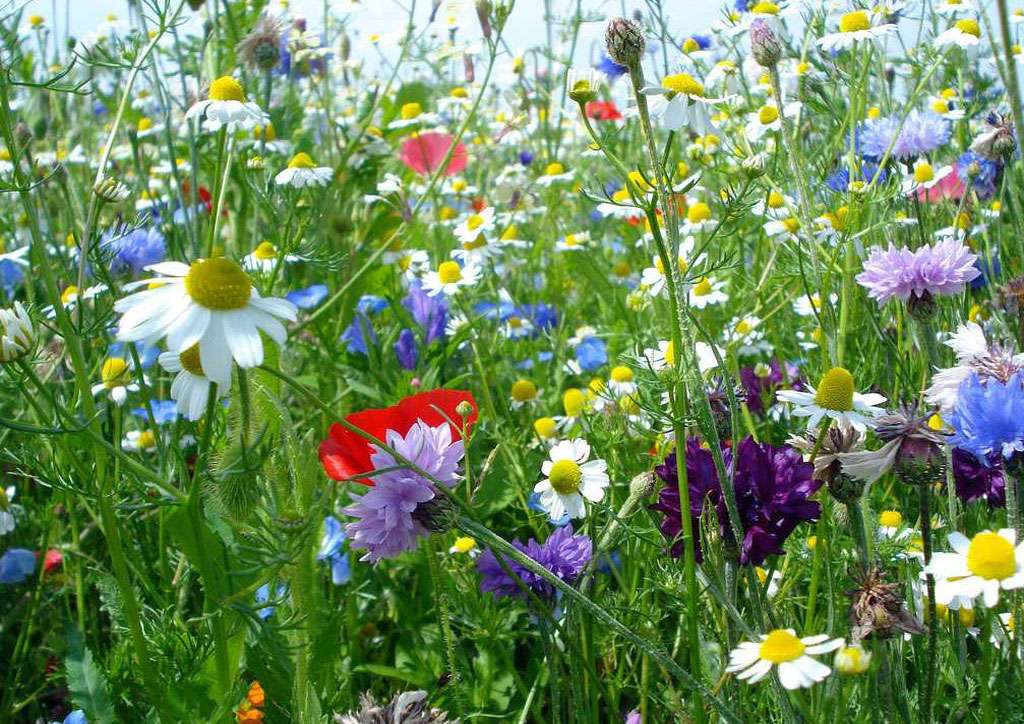 Bien choisir les plantes de son jardin : fleurs vivaces, potager ...