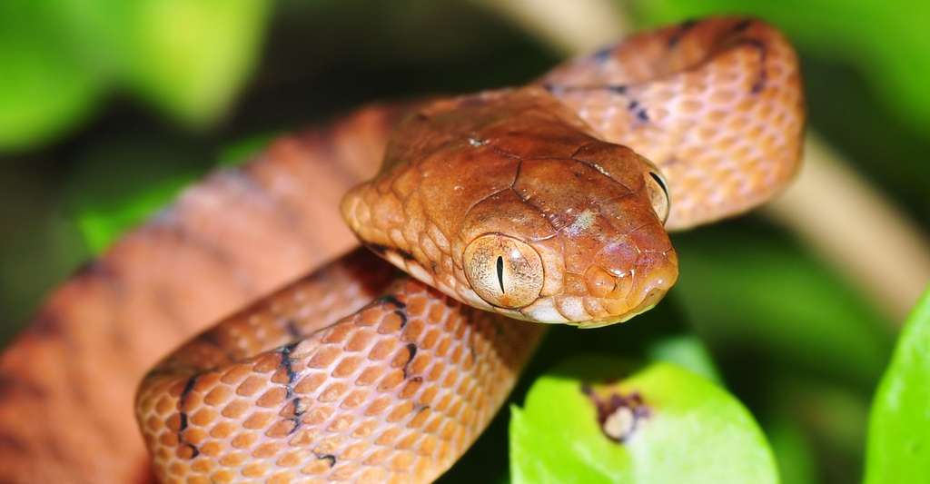 Les espèces animales invasives | Dossier