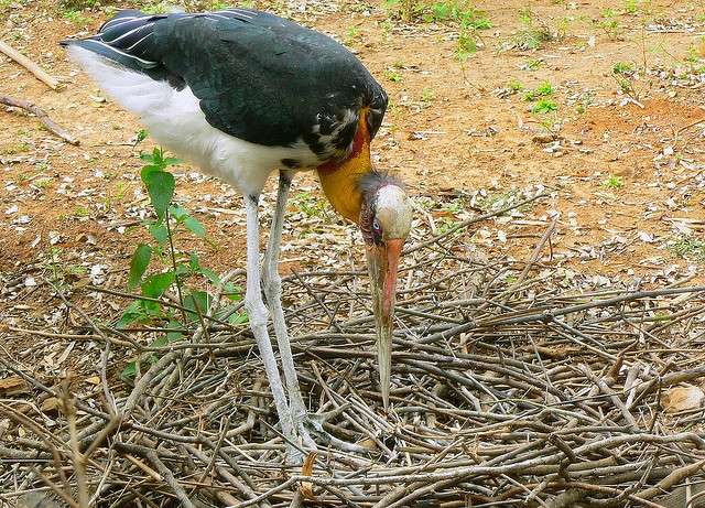 Définition | Marabout argala - Grand adjudant de Calcutta - Leptoptilos ...
