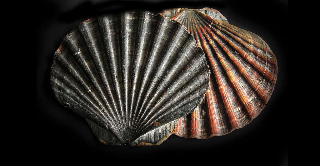 De quoi est faite une coquille ? | Dossier
