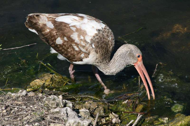 Définition | Ibis blanc - Eudocimus albus | Futura Planète