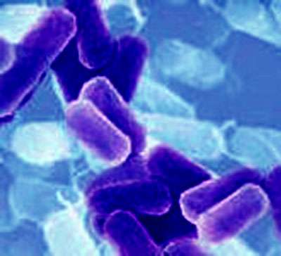 Bactéries et microbes en tout genre | Dossier