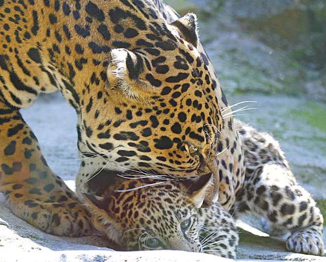 Définition | Jaguar - Panthera onca | Futura Planète