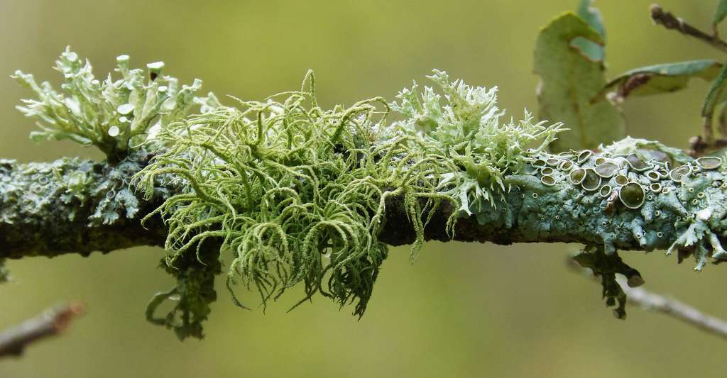 Les lichens : la vie en symbiose | Dossier