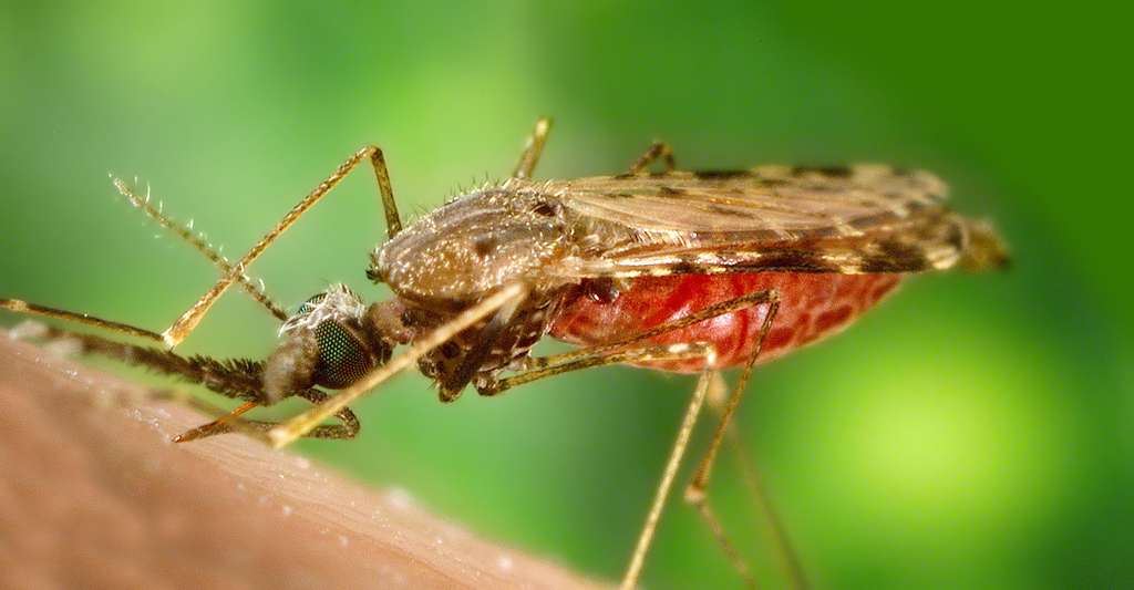 Connaissances médicales des Saramaka | Dossier