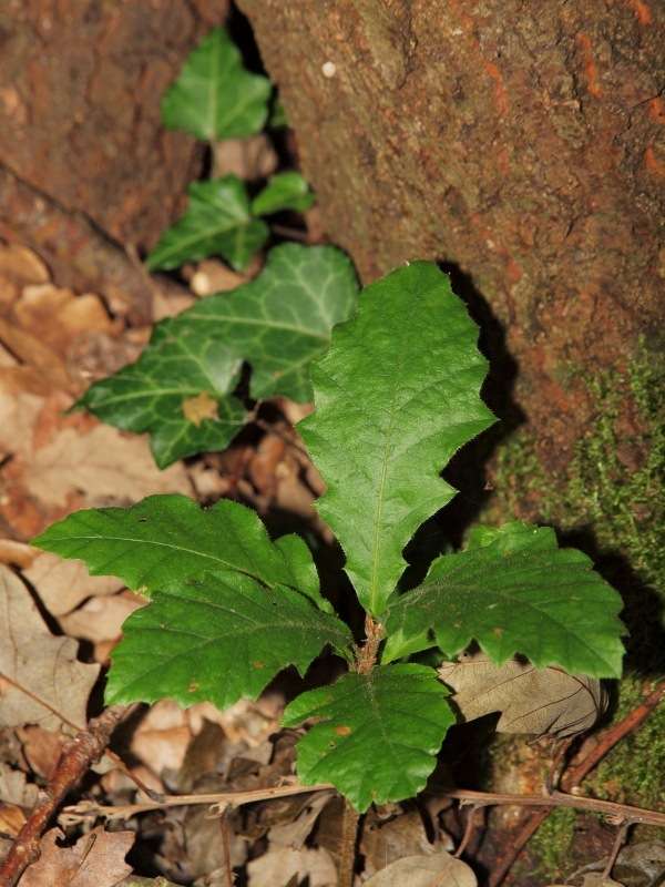 Définition | Chêne chevelu - Quercus cerris | Futura Planète