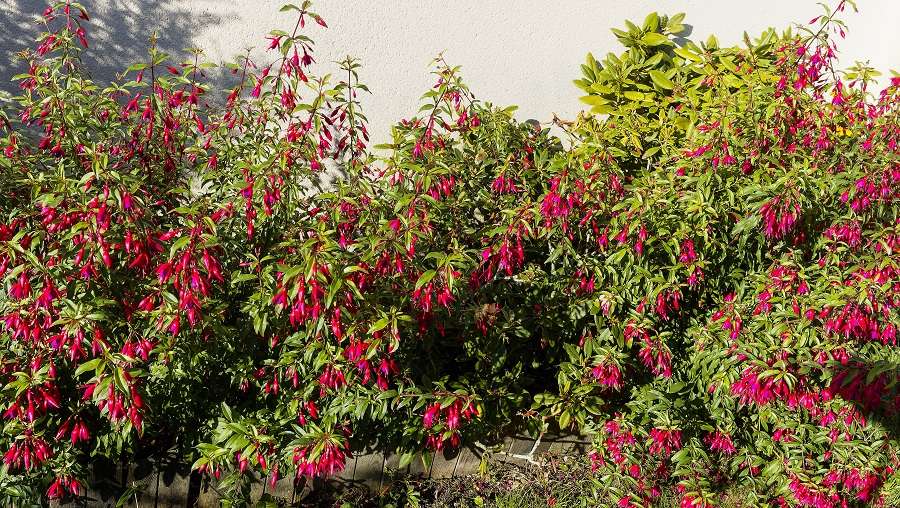 Définition | Fuchsia | Futura Planète