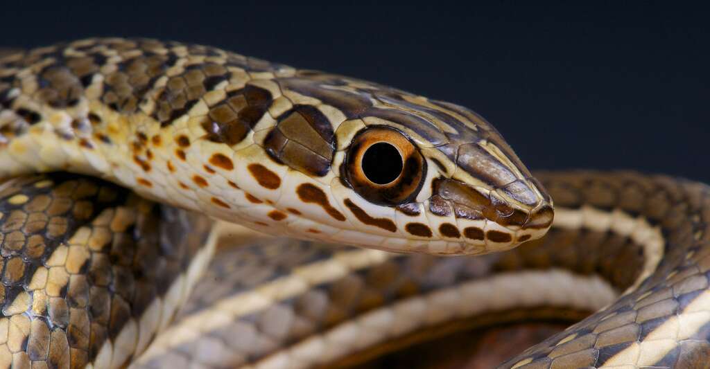 Composition et mode d’action des venins | Dossier