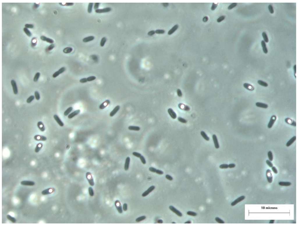 Une bactérie découverte dans l'espace sur l'ISS