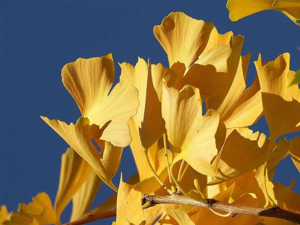 Définition | Ginkgo - Ginkgo biloba - Arbre aux 40 écus - Arbre des ...