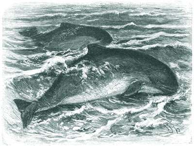 Définition | Marsouin - Phocoena Phocoena - Marsouin commun | Futura ...