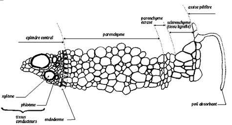 Anatomie du végétal : la racine | Dossier