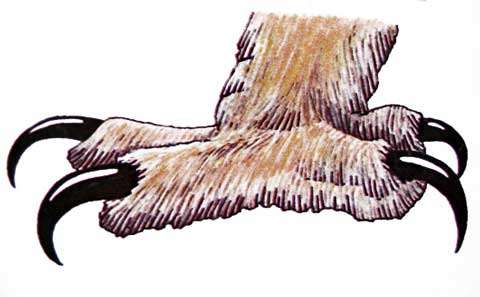 Caractéristiques des rapaces et anatomie : becs, pattes, yeux… | Dossier