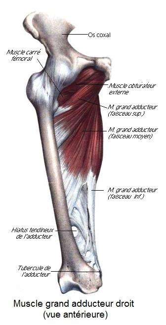 Définition | Grand adducteur - Muscle grand adducteur | Futura Santé