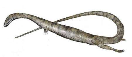 L’abandon des pattes : les serpents | Dossier