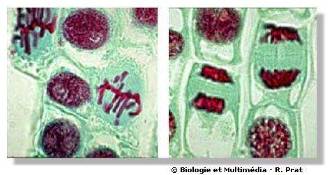 Division cellulaire et communications intercellulaires | Dossier