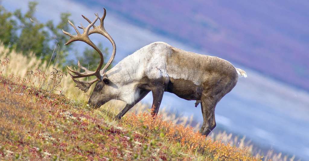 Le parc national des Grands-Jardins au Québec, un milieu passionnant ...