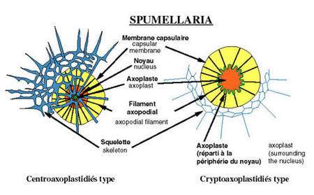Le plancton siliceux actuel | Dossier