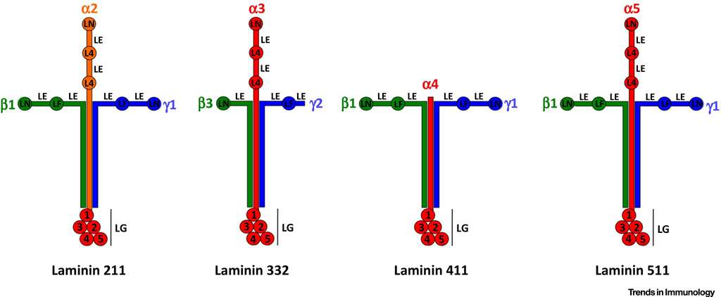 Définition | Laminine | Futura Santé