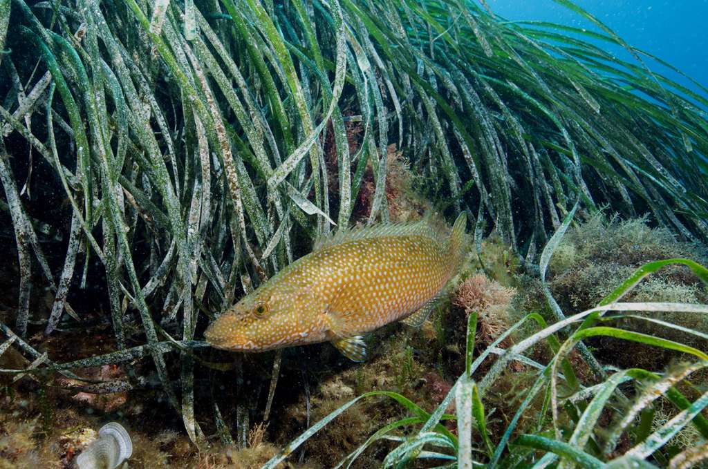 Les poissons de l’écosystème posidonie | Dossier