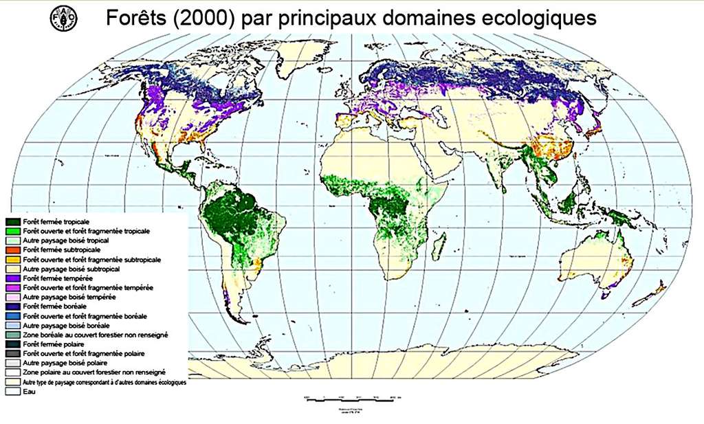 Les forêts selon la latitude : taïga et forêt tempérée | Dossier