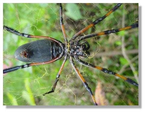 La néphile dorée ou Nephila inaurata | Dossier