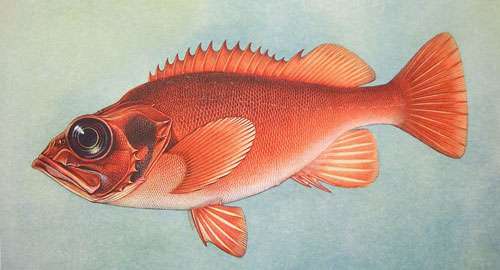 La dorade sébaste | Dossier