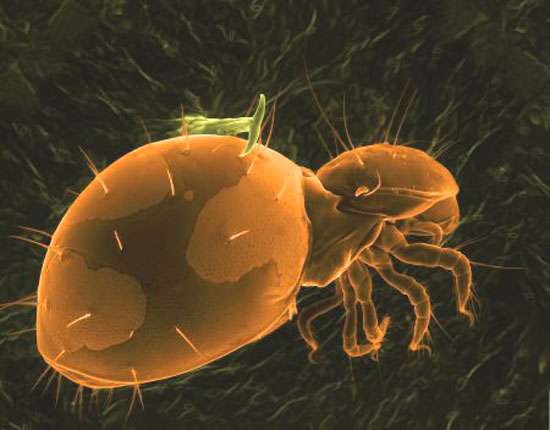 Les acariens, envahisseurs invisibles | Dossier