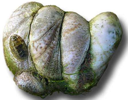 Crepidula fornicata : la crépidule sur les plages de France | Dossier